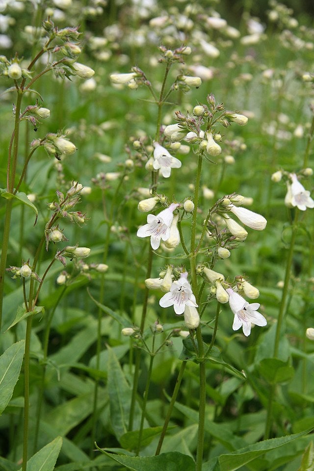 Penstemon digitalis - Foxglove Beardtongue | Bird and Bee Native Plants