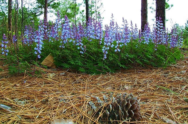 Lupinus perennis subsp. perennis - Sundial Lupine | Bird and Bee Native ...