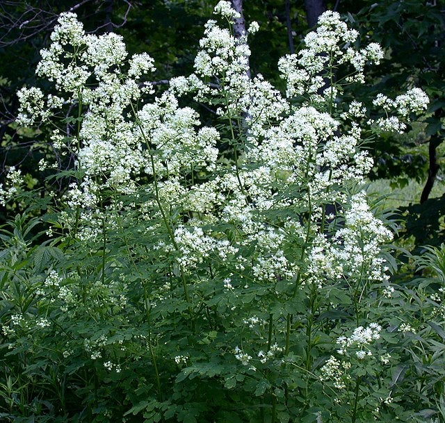 Thalictrum pubescens - Tall Meadow Rue | Bird and Bee Native Plants