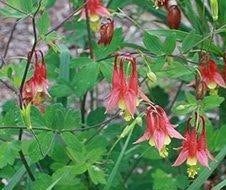 Aquilegia canadensis - Eastern Red Columbine | Bird and Bee Native Plants
