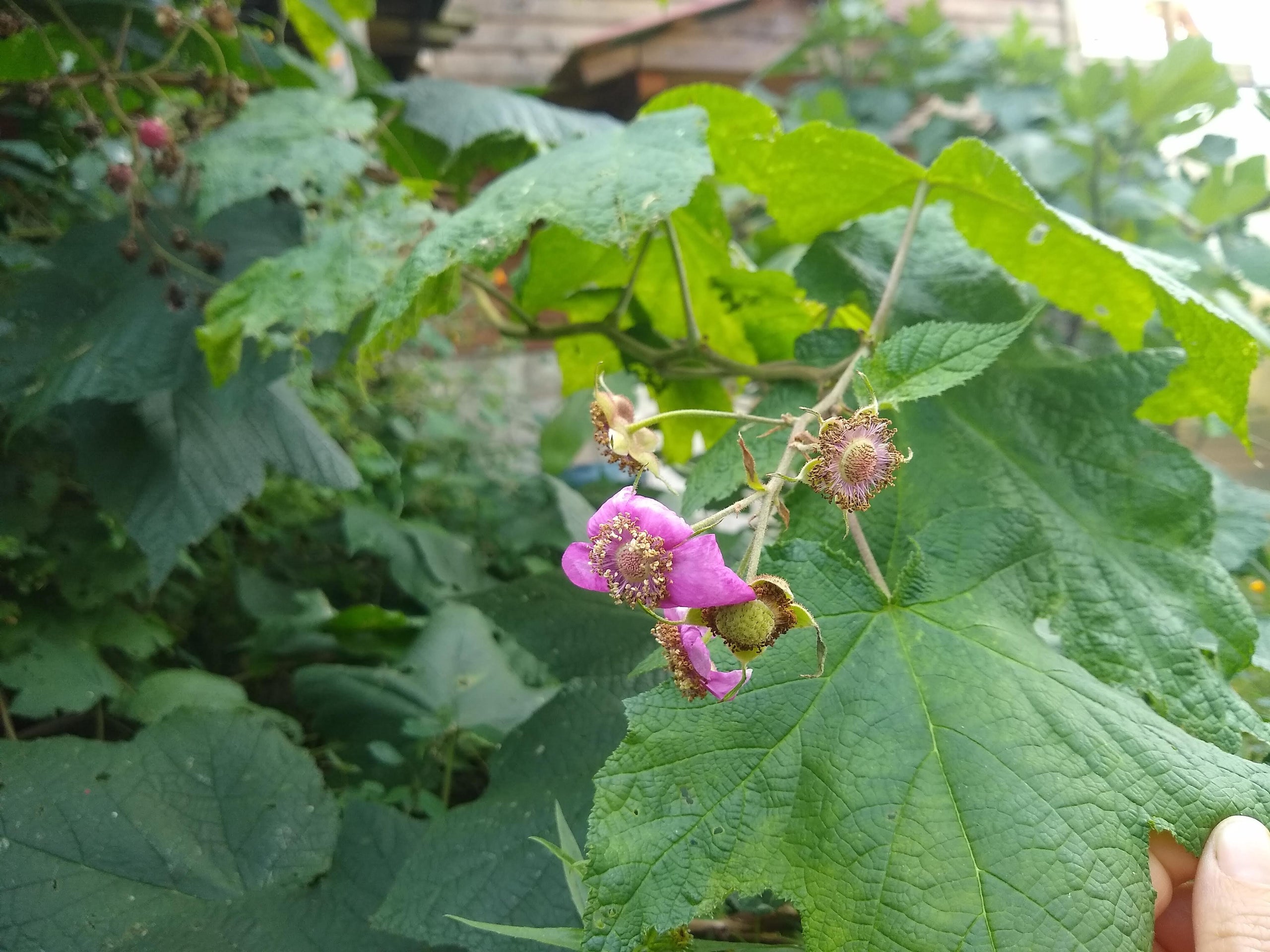 Rubus odoratus - Purple Flowering Raspberry | Bird and Bee Native Plants
