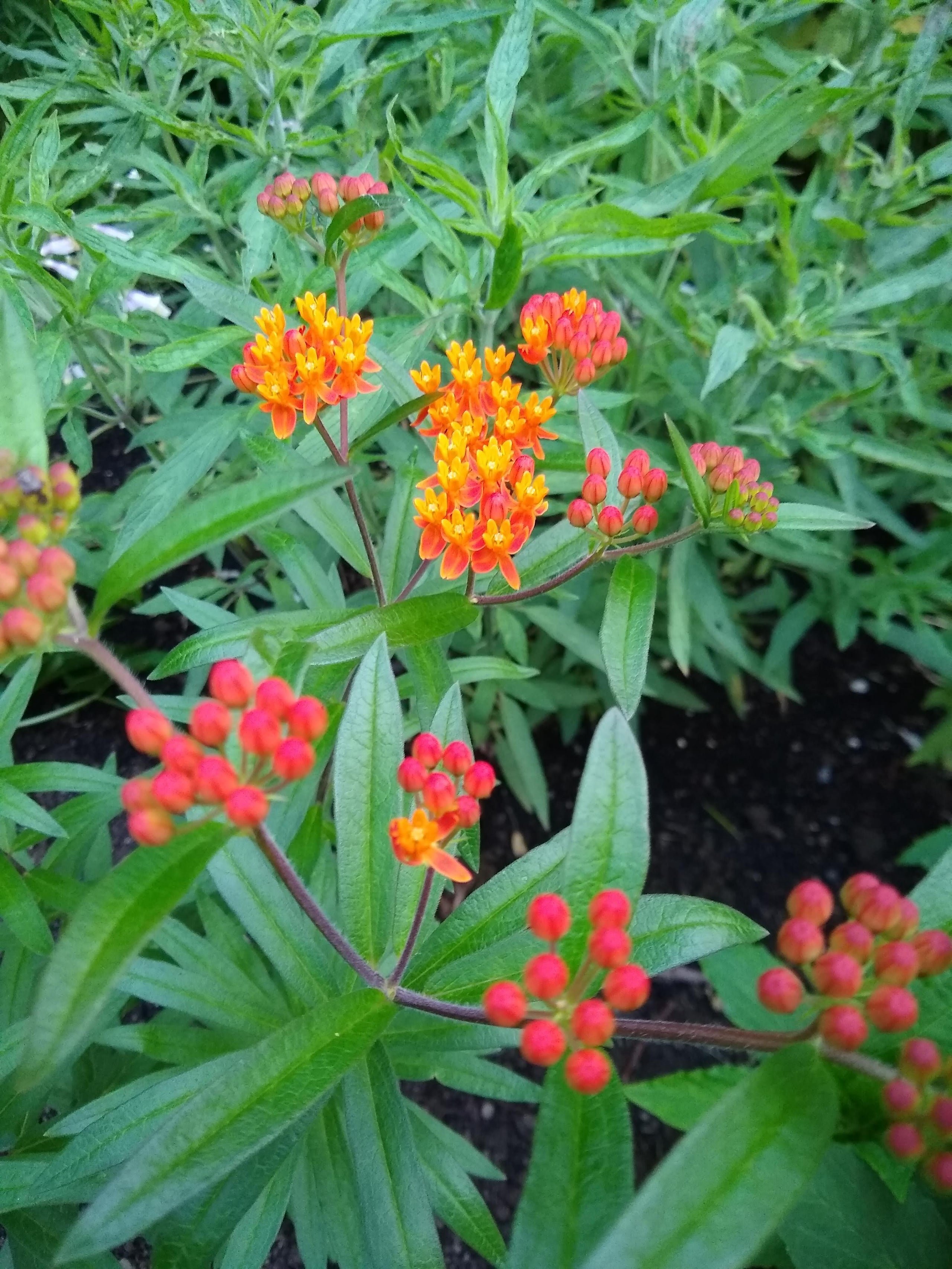Asclepias tuberosa - Butterfly Weed | Bird and Bee Native Plants
