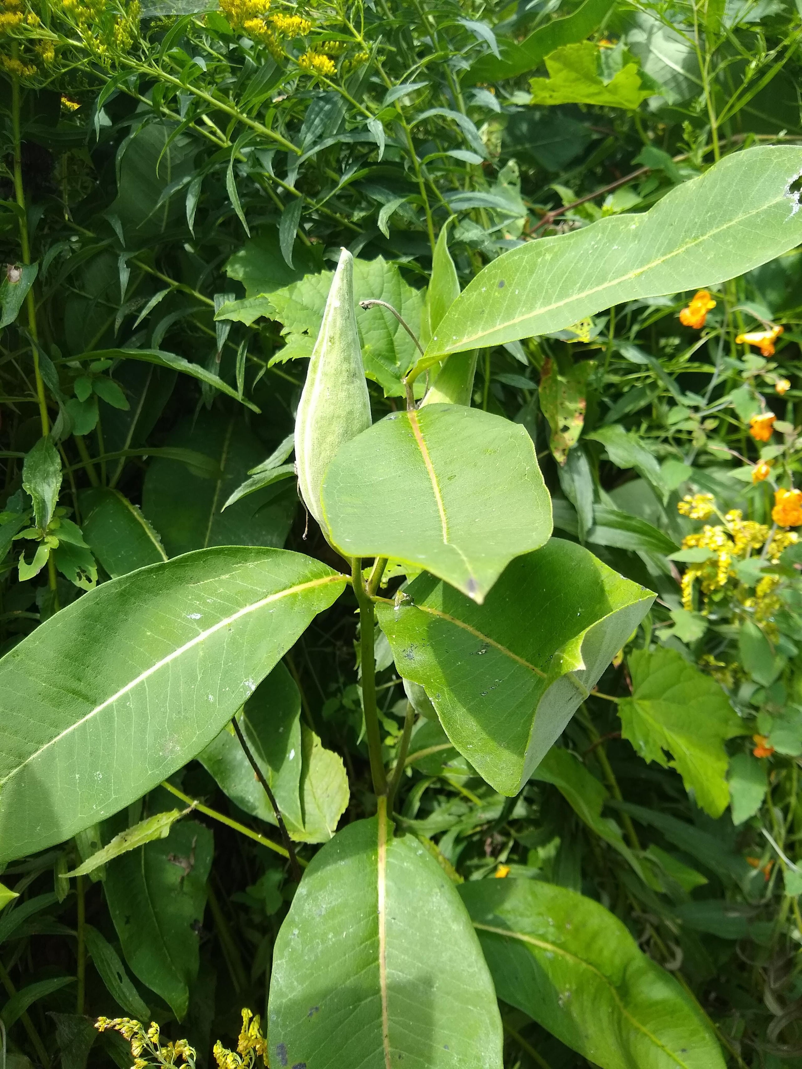 Asclepias syriaca - Common milkweed | Bird and Bee Native Plants