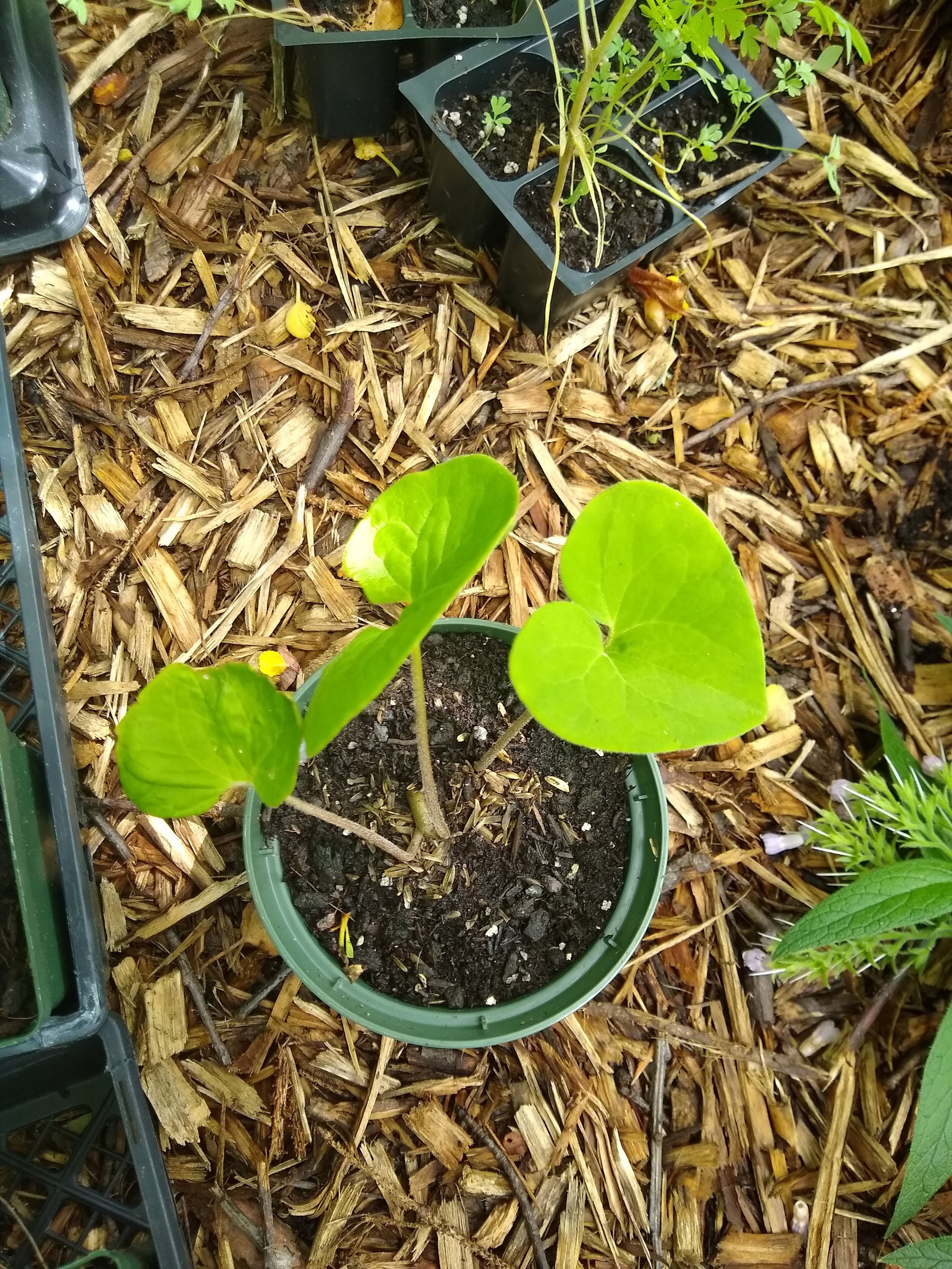 Wild Ginger Plant