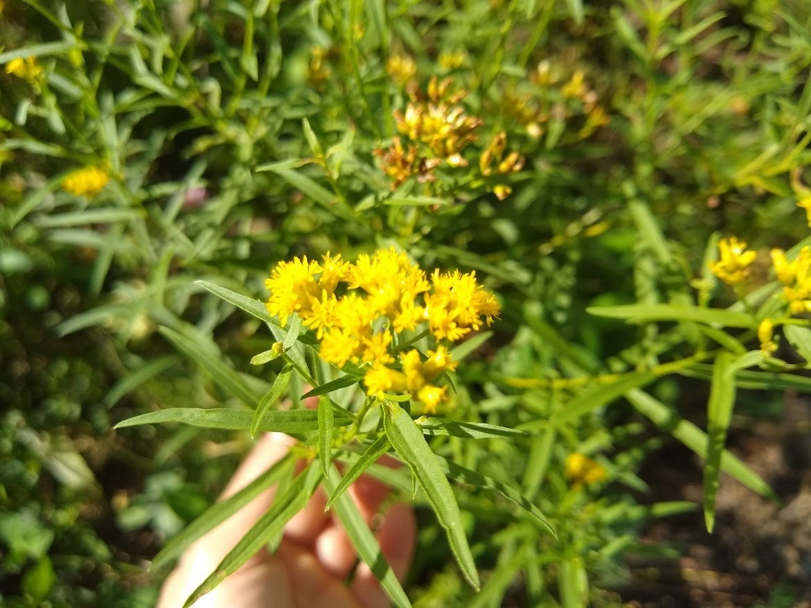 Euthamia graminifolia - Grass-Leaved Goldenrod | Bird and Bee Native Plants